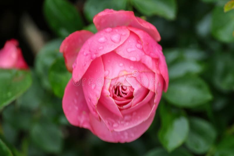 Rosa Leonardo Da Vinci in the Guldemondplantsoen Rosarium in Boskoop ...