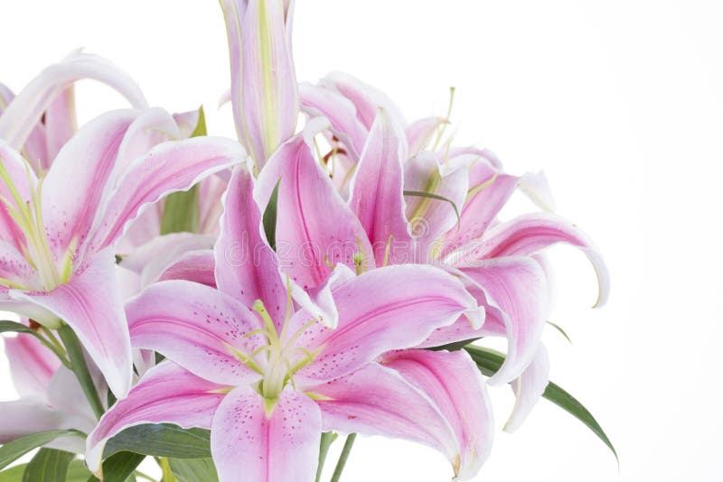 Rosa lilja fotografering för bildbyråer. Bild av garnering - 89621617