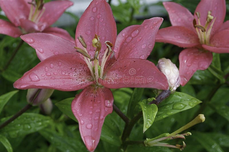 Rosa lilly im Garten stockbild. Bild von blatt, horizontal - 20435845