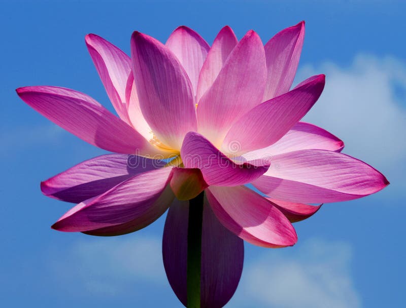 Ruimin Wang (Rmwang2012) - Medarbetarprofil i Dreamstime