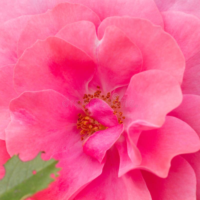 Rosa Magic Pink stock image. Image of flower, green - 32617861