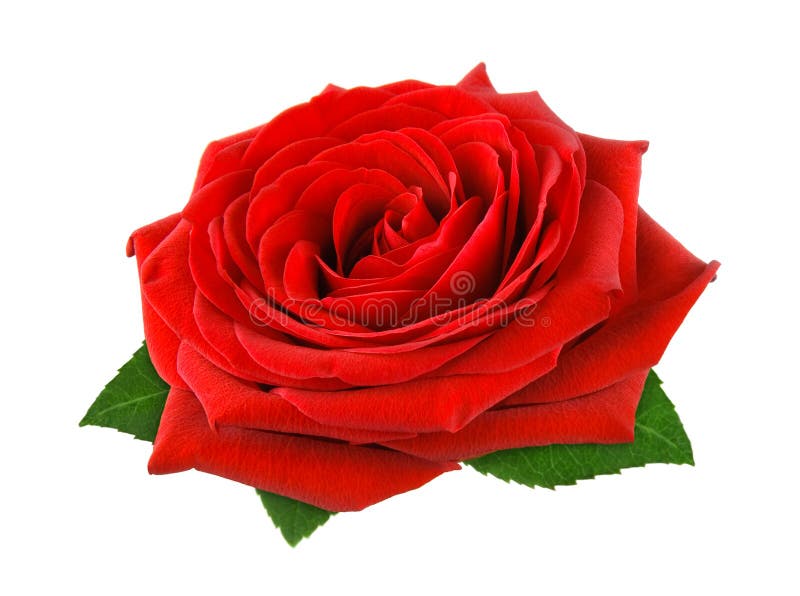 Rosa Magnífica Del Rojo En Blanco Foto de archivo - Imagen de planta ...