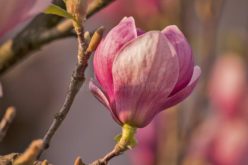 Rosa magnolia arkivfoto. Bild av rosa, magnolior, färg - 40806732