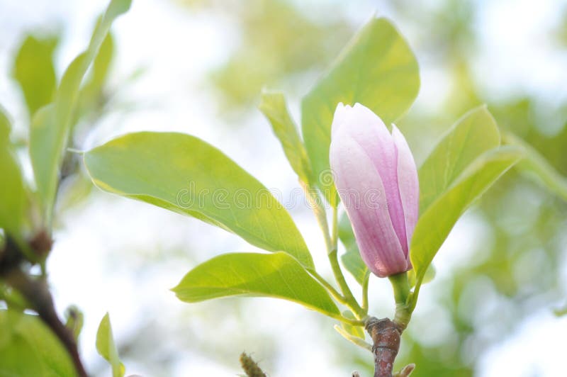 Rosa magnolia fotografering för bildbyråer. Bild av natur - 47696881