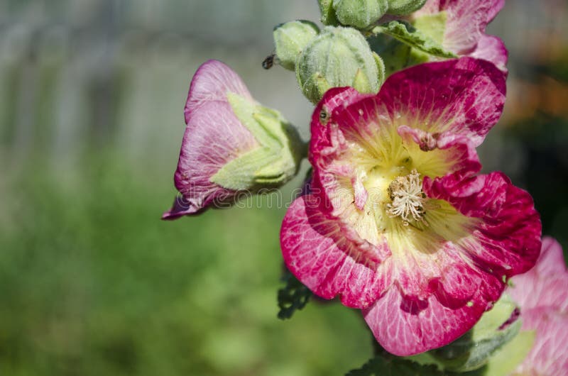 Rosa malva i blom arkivfoto. Bild av detalj, äng, dagg - 99645380