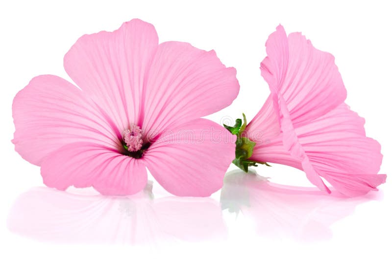 Rosa malva. Malvor arkivfoto. Bild av petaler, purpurt - 33183858