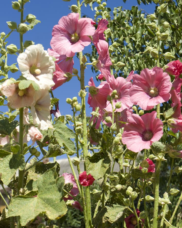 Rosa Malven stockbild. Bild von pflanzen, garten, blumenbeet - 68522545