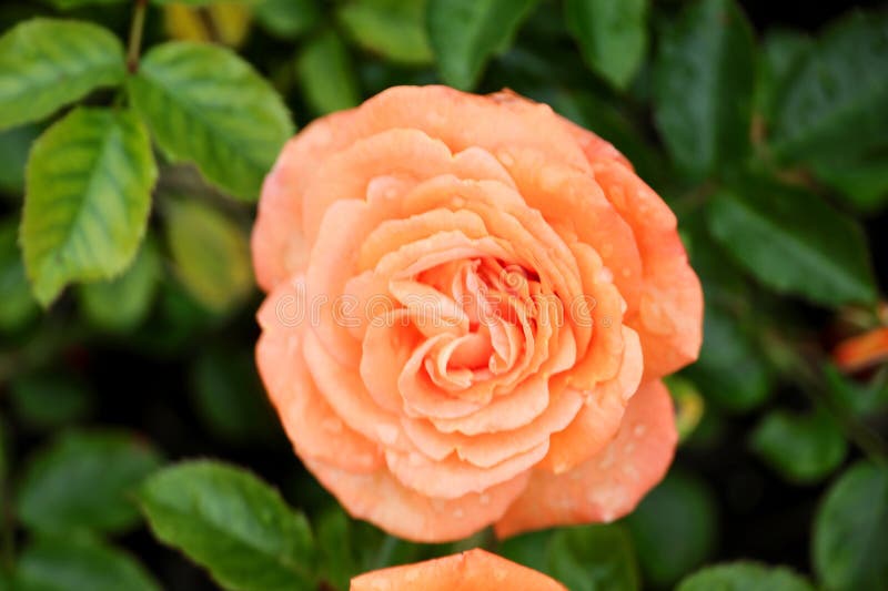 Rosa Mango in the Guldemondplantsoen Rosarium in Boskoop Stock Image ...