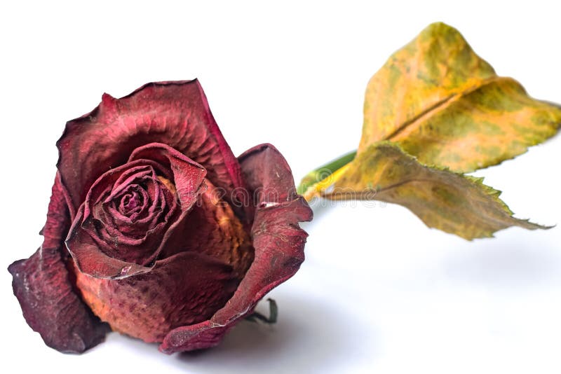 Flor Color De Rosa Marchitada En El Papel De Música. Fondo Floral Del ...