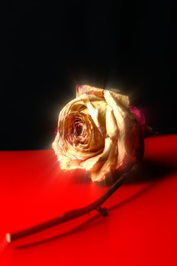 Rosa Marchitada Estilizada Como Flor Mágica Imagen de archivo - Imagen ...