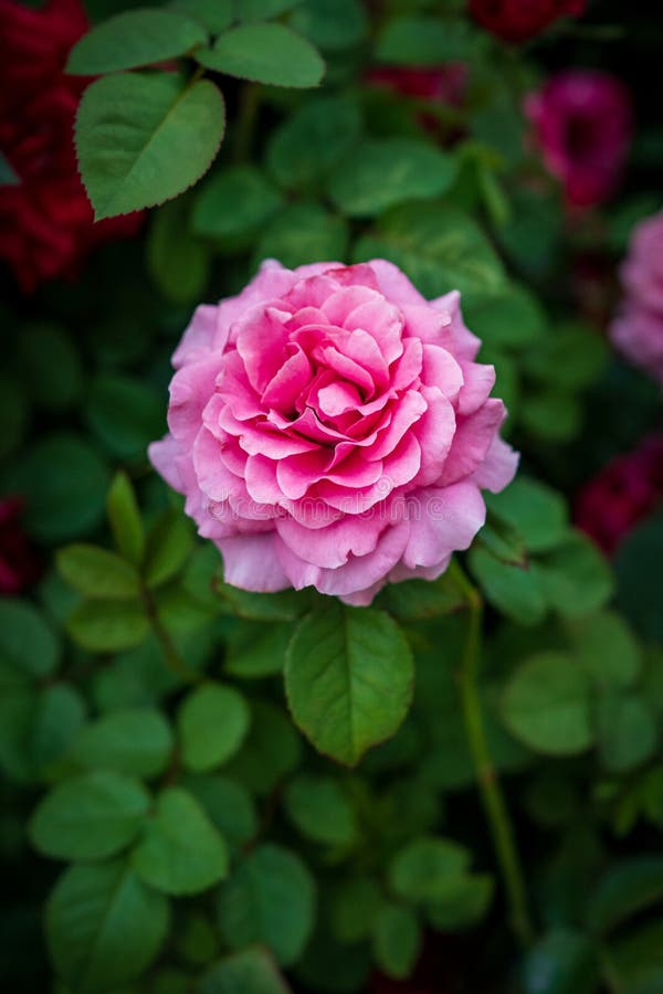 Rosa Mary Rose is a Pink Rose with Multiple Petals. Stock Photo - Image ...