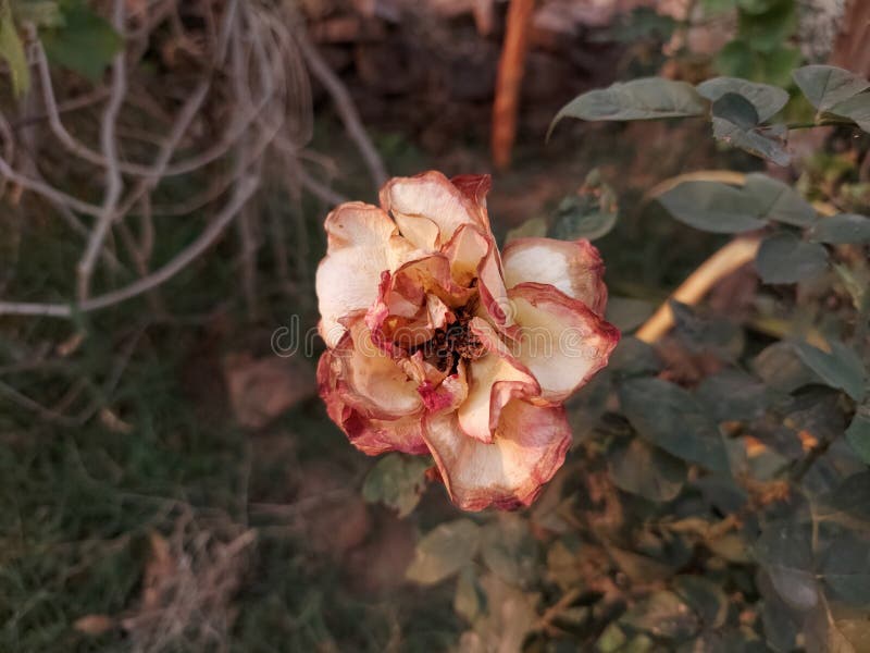 Rosa muerta foto de archivo. Imagen de rosa, felicitar - 217440732