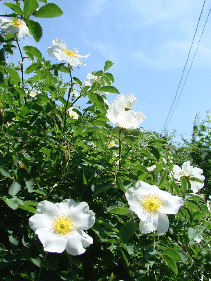 Rosa Multiflora Japanese Rose. Small Group of Wild Multiflora Roses ...