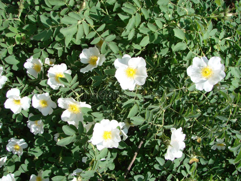 Rosa Multiflora Japanese Rose. Small Group of Wild Multiflora Roses ...