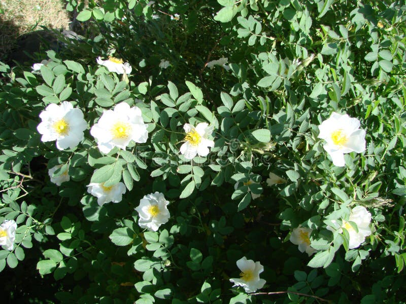 Rosa Multiflora Japanese Rose. Small Group of Wild Multiflora Roses ...