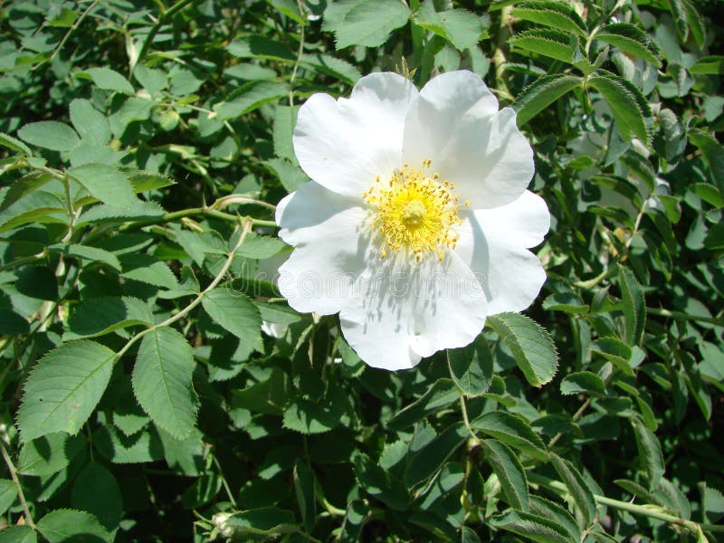 134 Rosa Multiflora Red Stock Photos - Free & Royalty-Free Stock Photos ...