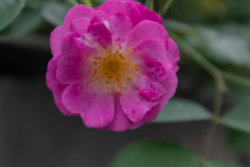 Rosa-multiflora Thunb Var Carnea Thory Stockfoto - Bild von rosen ...