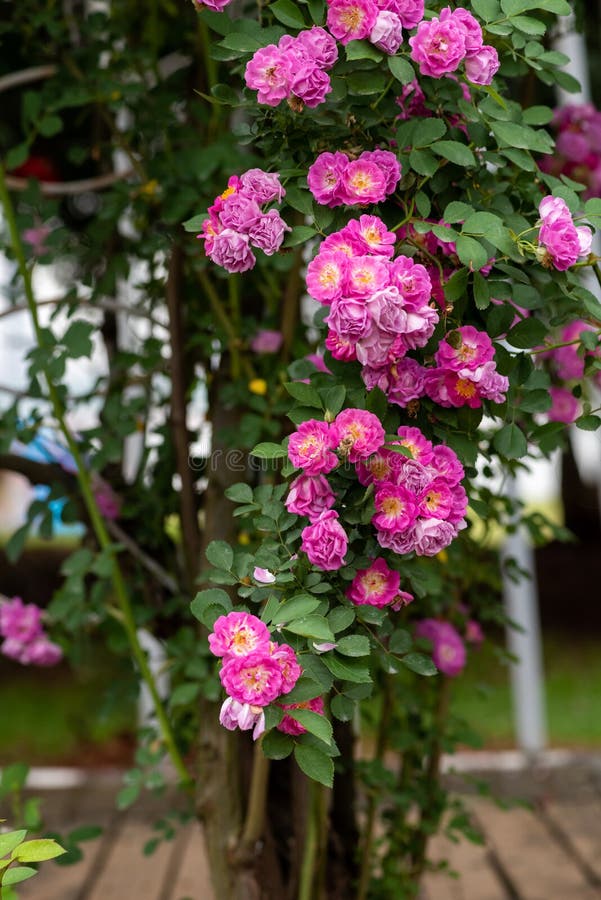 Rosa-multiflora Thunb Var Carnea Thory Stockfoto - Bild von multiflora ...