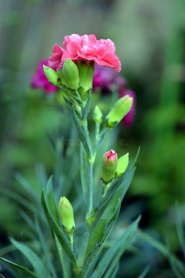 Rosa nejlika arkivfoto. Bild av detaljer, grön, rosa - 43269870