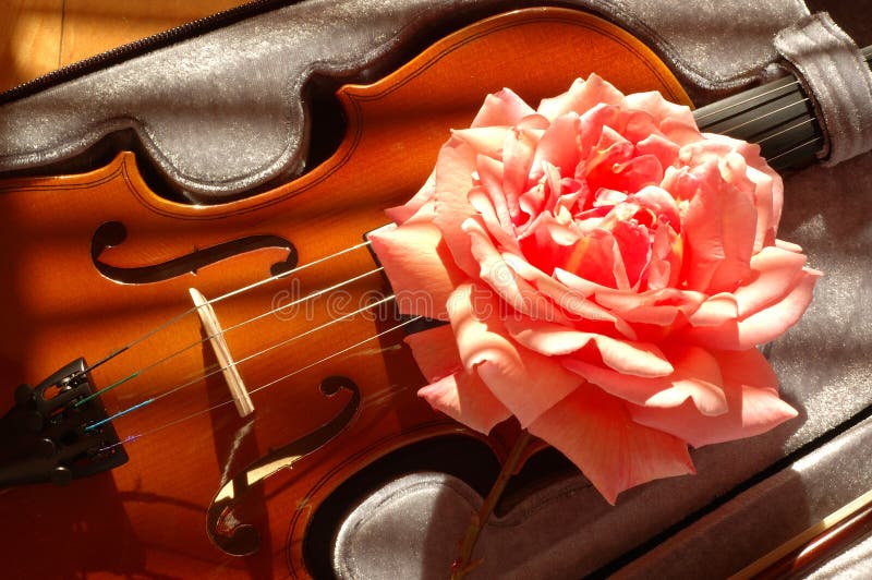 Rosa no violino imagem de stock. Imagem de concerto, beleza - 5427917