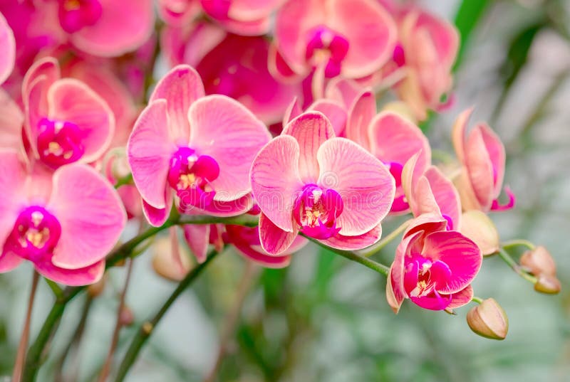 Rosa Orchidee, Doritis Pulcherrima Stockfoto - Bild von bunt, aktuell ...