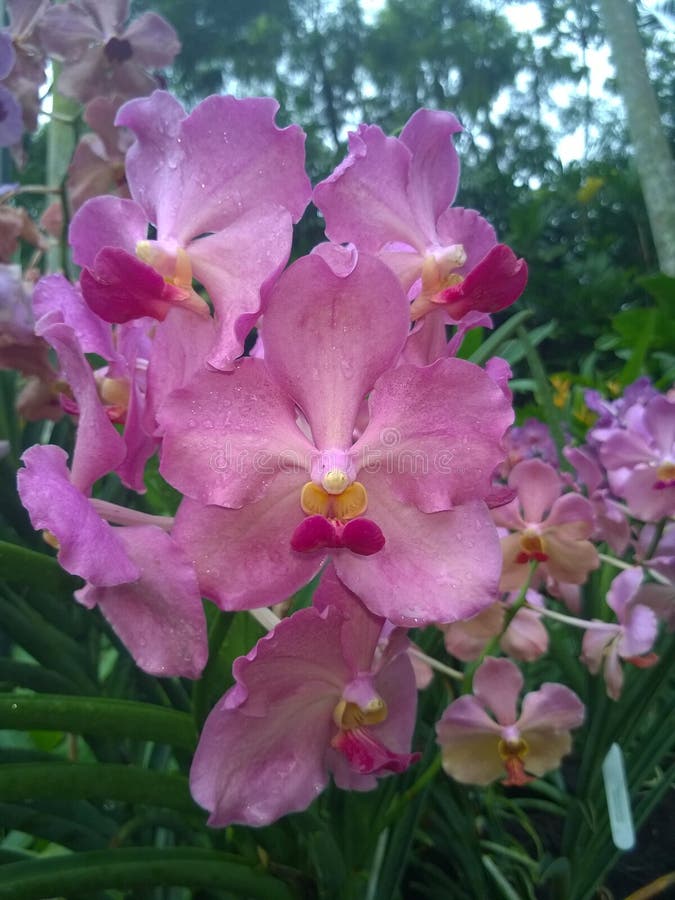 Rosa Papilionanda Tan Chay Yan Orkidér Arkivfoto - Bild av skönhet ...