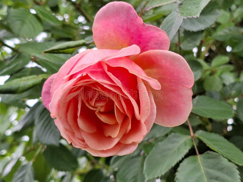Rosa Peach Melba in the Guldemondplantsoen Rosarium in Boskoop Stock ...
