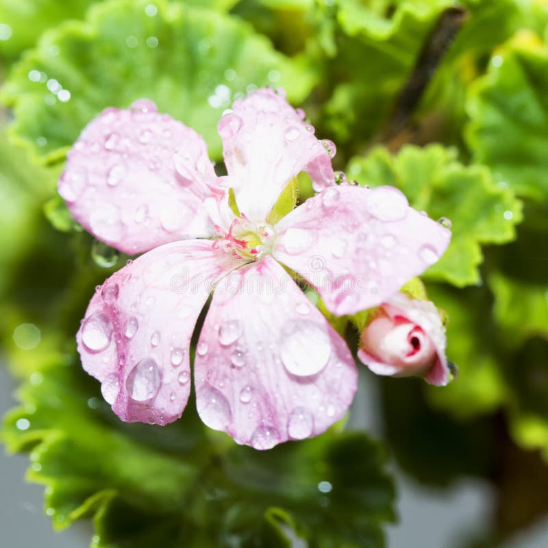 Pelargon fotografering för bildbyråer. Bild av bakgrund - 40745217