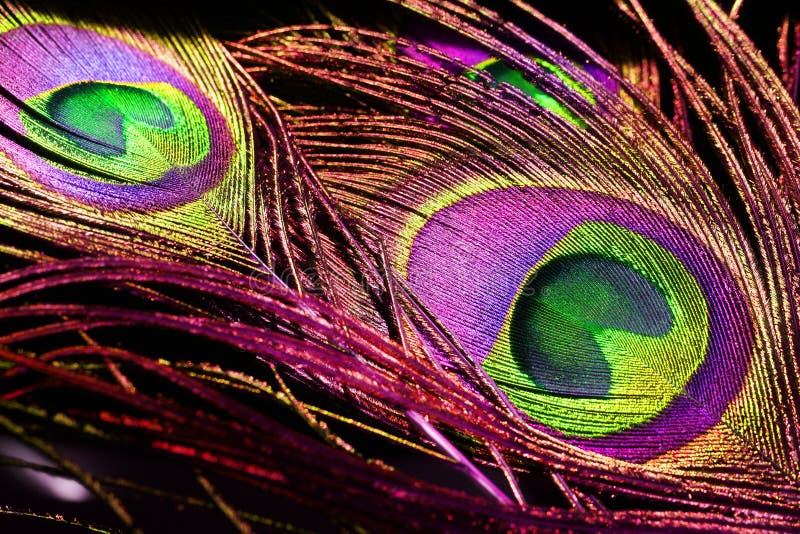 Rosa Pfaufedern stockfoto. Bild von künstlerisch, bunt - 114040682