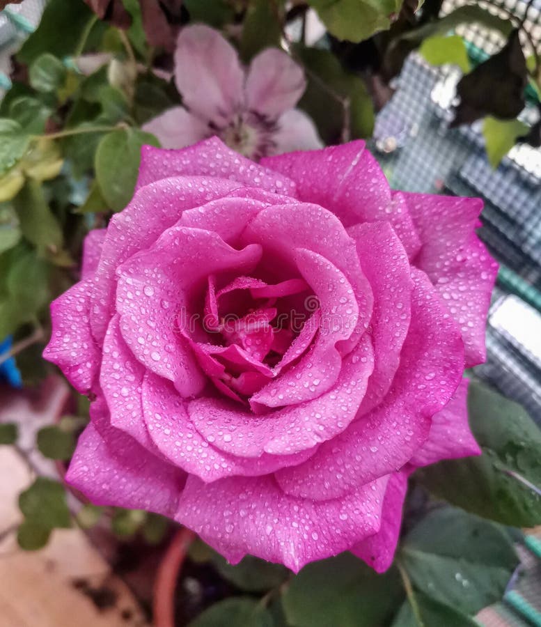 Rosa pink flowers stock photo. Image of peony, purple - 189665828