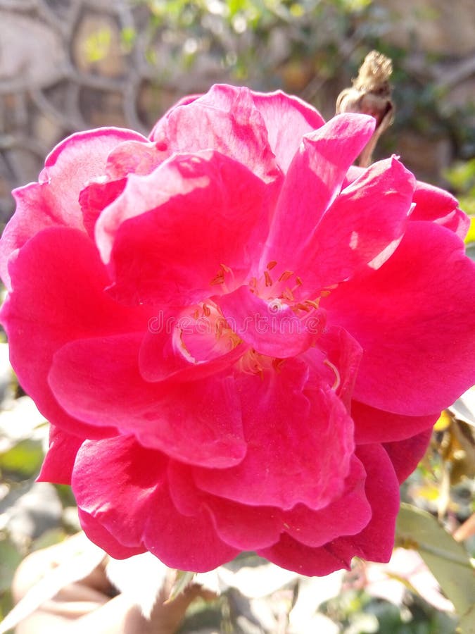 Rosa plant flower stock photo. Image of beautiful, rosa - 167314912