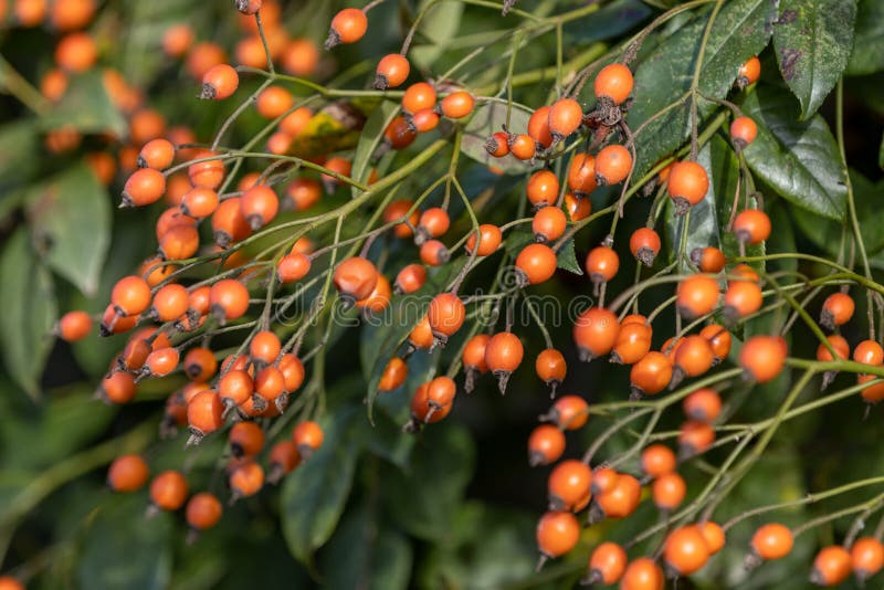 Rosa Polyantha Grandiflora stock image. Image of food - 230144609