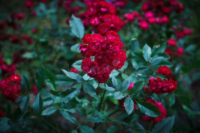 Rosa polyantha stock image. Image of summer, light, polyantharose ...