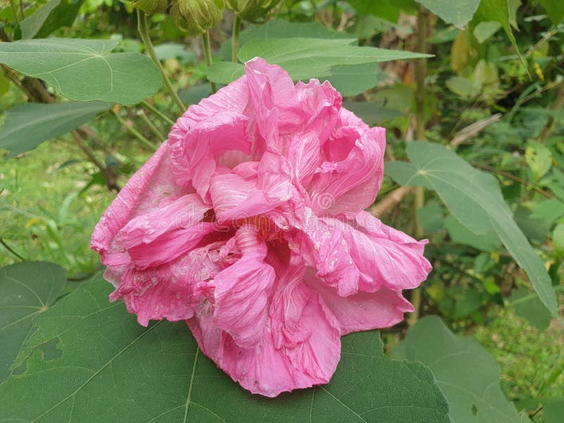 Rosa Portland flower plant stock image. Image of leaf - 233232879