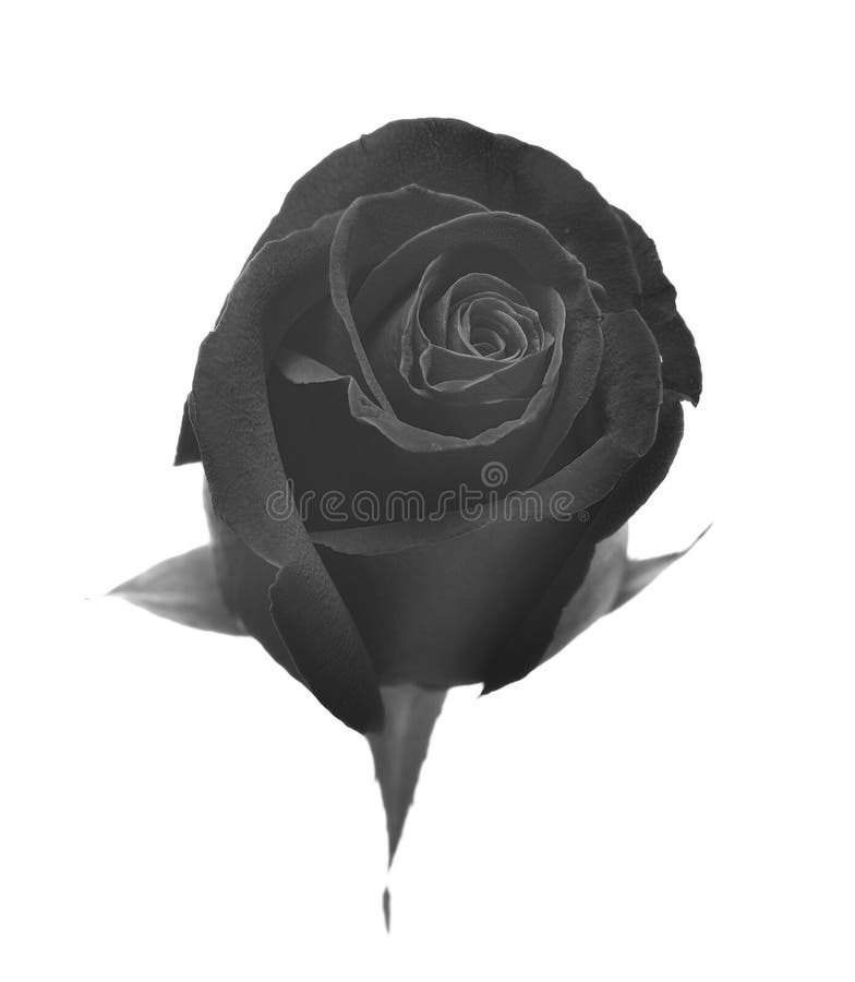 Rosa Preta Isolada Sobre Fundo Branco Imagem de Stock - Imagem de ...