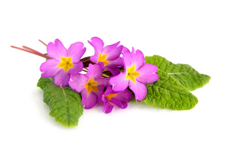 Rosa primula arkivfoto. Bild av växter, löv, gräs, bild - 30680192