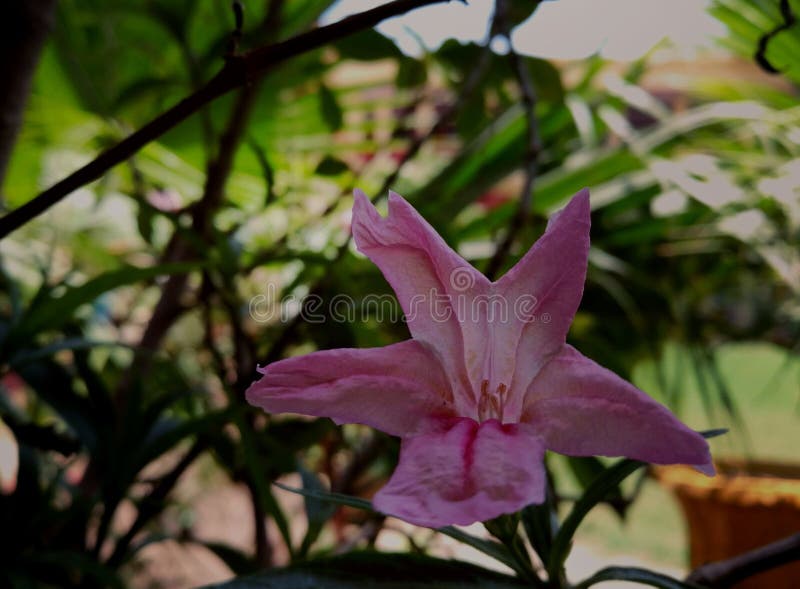 Rosa real imagen de archivo. Imagen de rosa, flor - 92702745