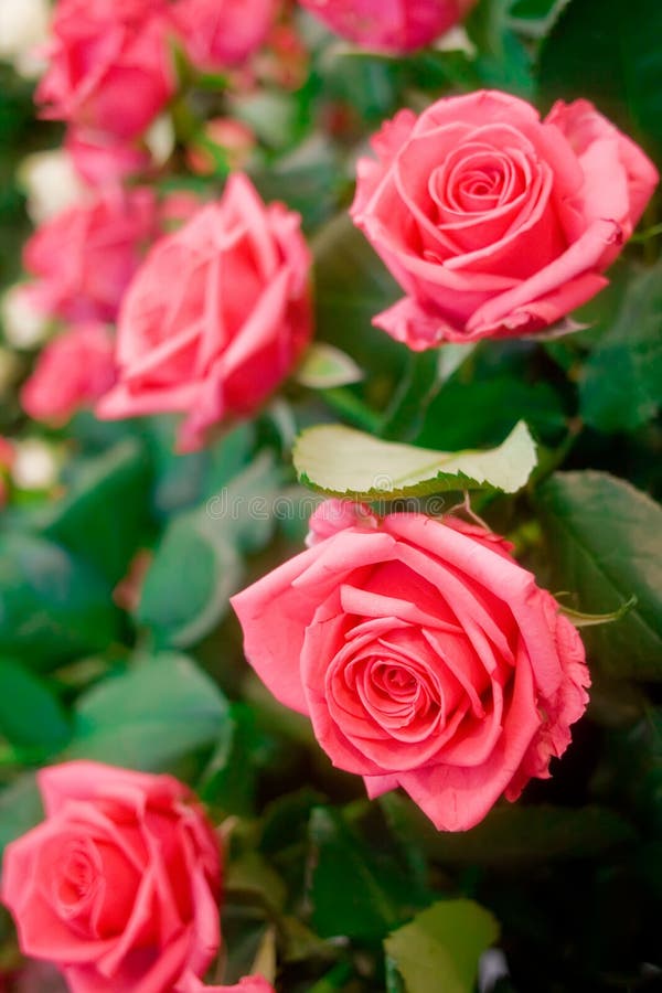 Rosa rosor fotografering för bildbyråer. Bild av förälskelse - 11132683