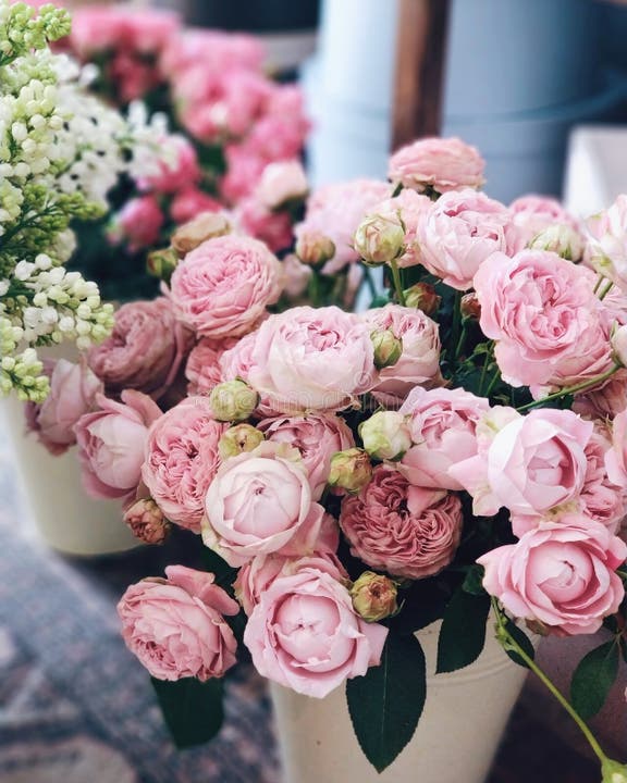 Rosa ro arkivfoto. Bild av rosa, natur, blommor - 117553564