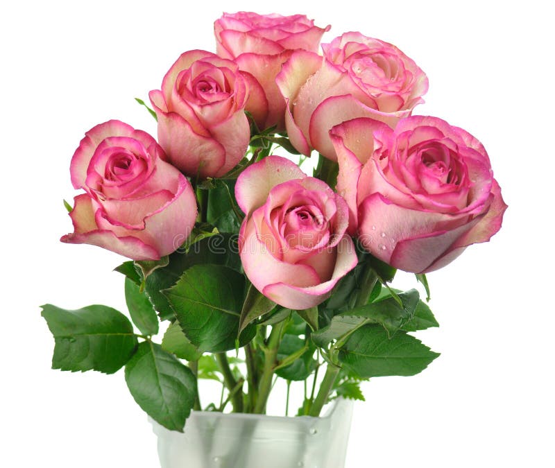 Rosa ro fotografering för bildbyråer. Bild av förälskelse - 17539481