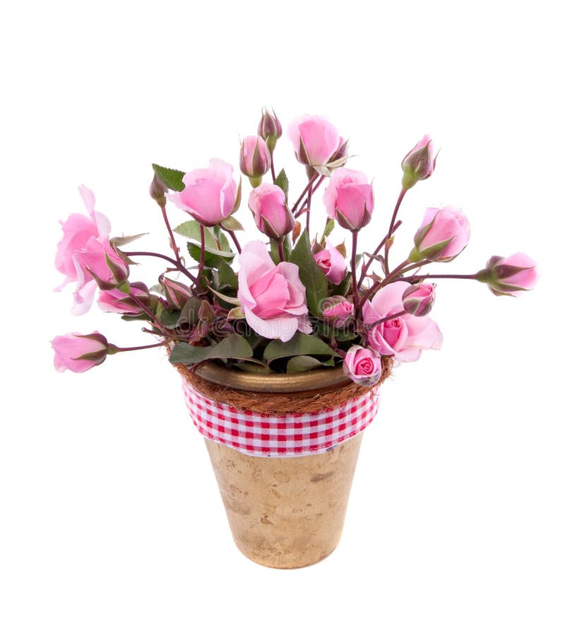 Rosa ro arkivfoto. Bild av stängning, bukett, skönhet - 18036202