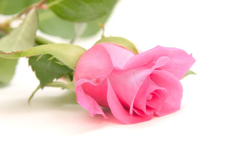 Rosa ro fotografering för bildbyråer. Bild av natur, kronblad - 2114277