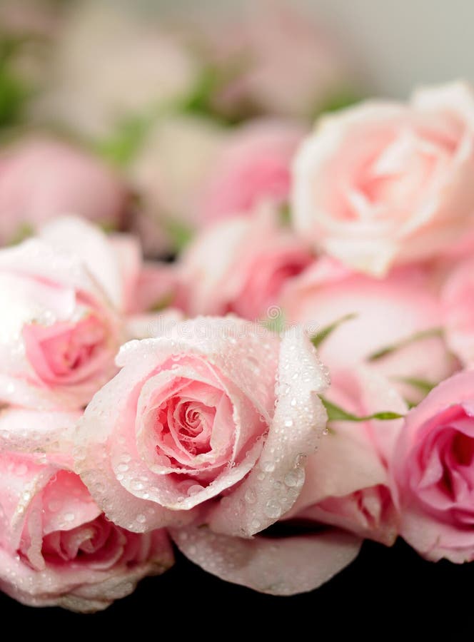 Rosa rosor arkivfoto. Bild av förbindelse, valentiner - 22313510