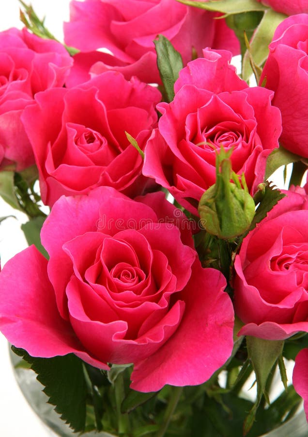 Rosa ro fotografering för bildbyråer. Bild av grön, löv - 53934943