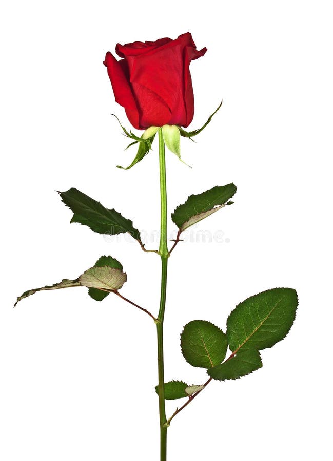 Rosa Roja Aislada En Fondo Blanco Imagen de archivo - Imagen de ...