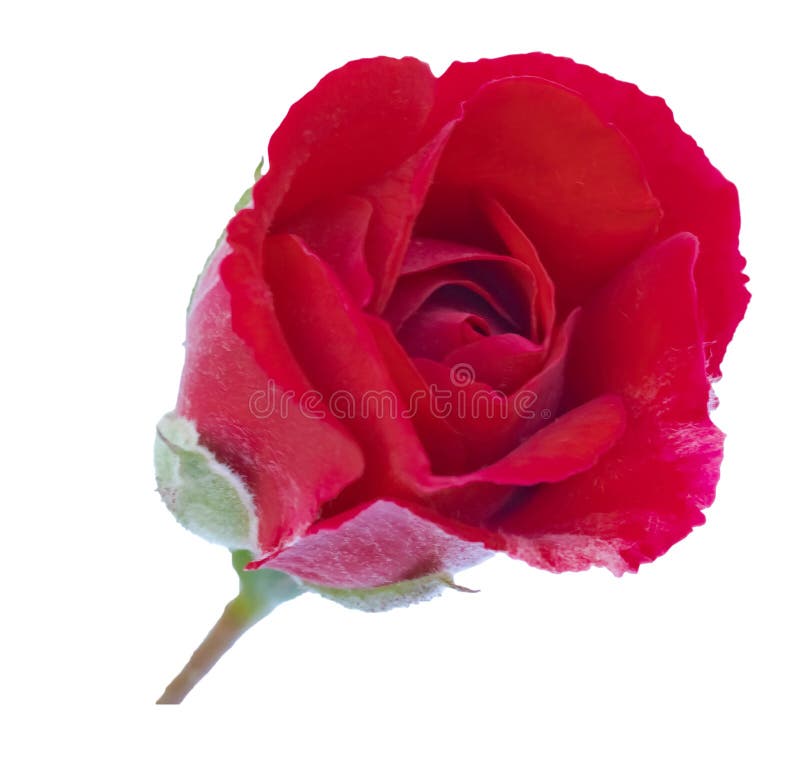 Rosa Roja Aislada Sobre Fondo Blanco. Flor Roja Foto de archivo ...