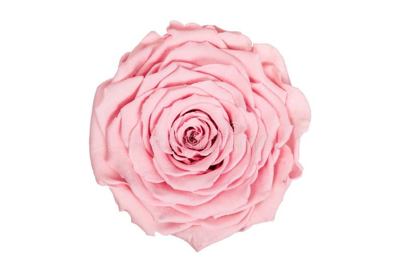 Rosa rosa chiaro immagine stock. Immagine di vista, sfondo - 93334133