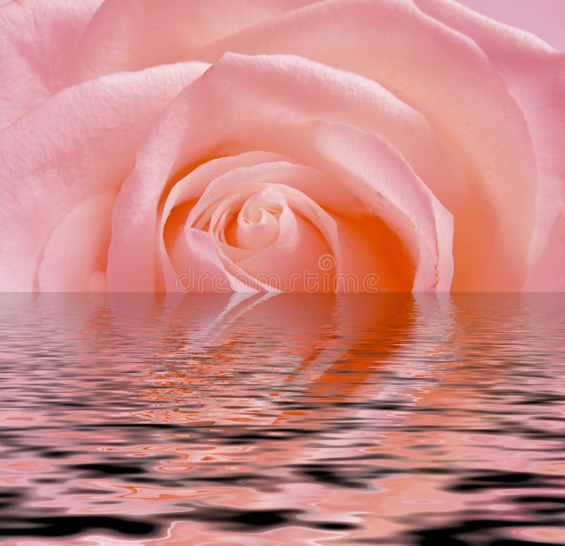 Rosa Rosafarben, Reflexion Im Wasser Stock Abbildung - Illustration von ...