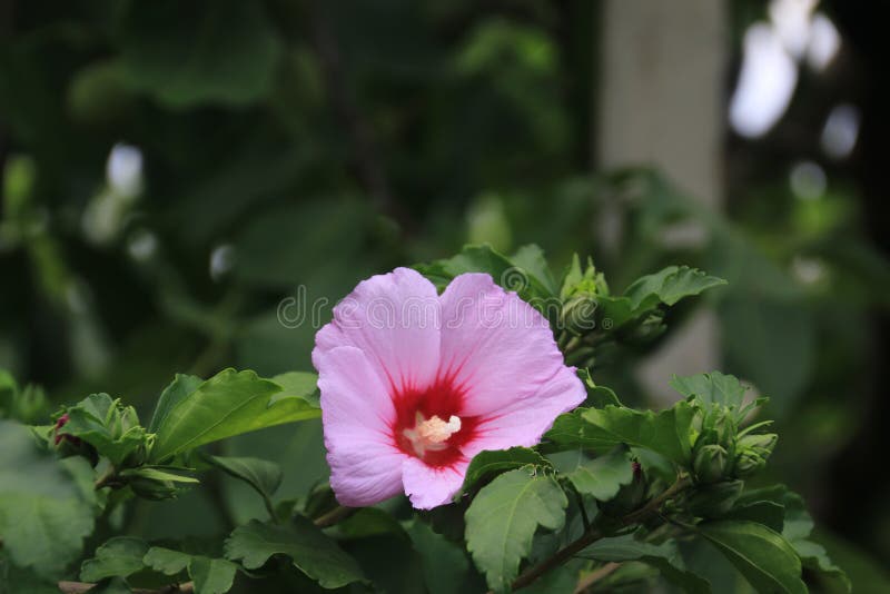 Rosa Rose De La Flor De Sharon 2018 Imagen de archivo - Imagen de ...