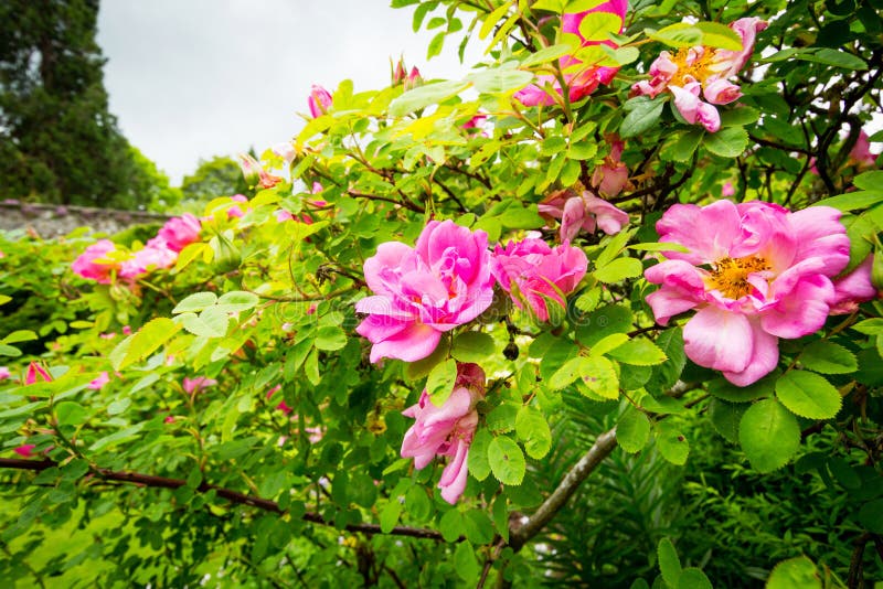 Rosa Rosenbusch in Der Blüte Im Garten Stockfoto - Bild von blumen ...